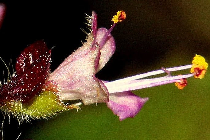 Tulsi Flower Essence/Holy Basil