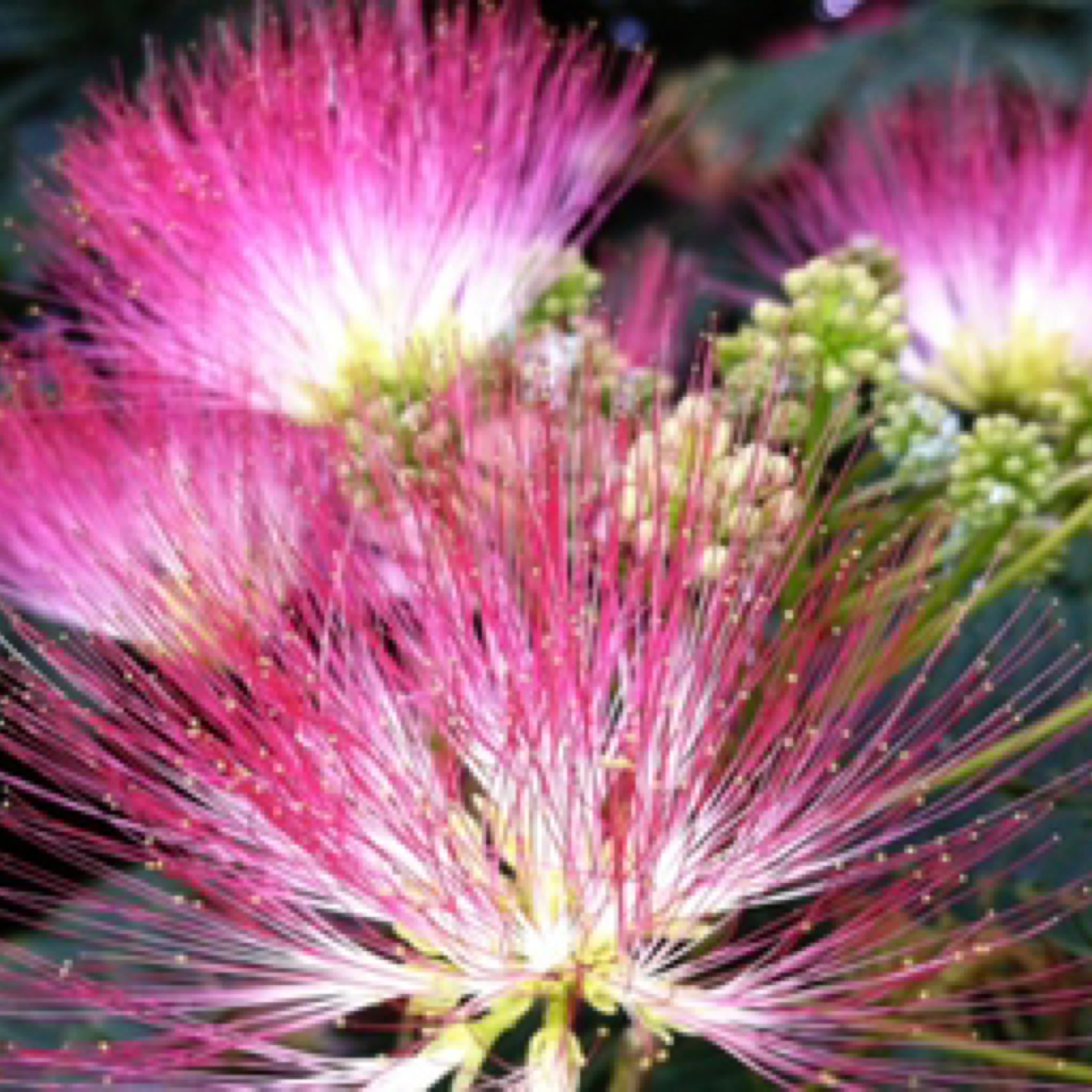 MIMOSA | Herbal Roots Apothecary